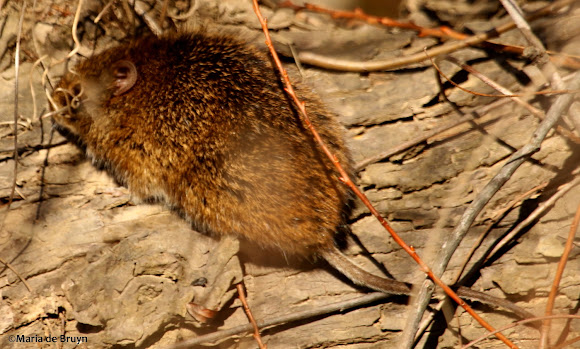 Hispid cotton rat | Project Noah