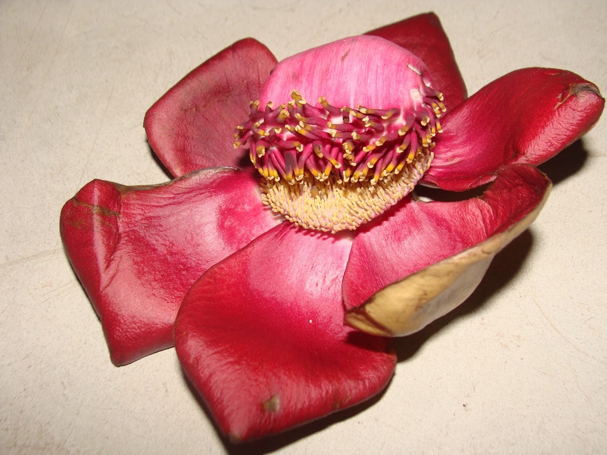 Nagkesar | Project Noah