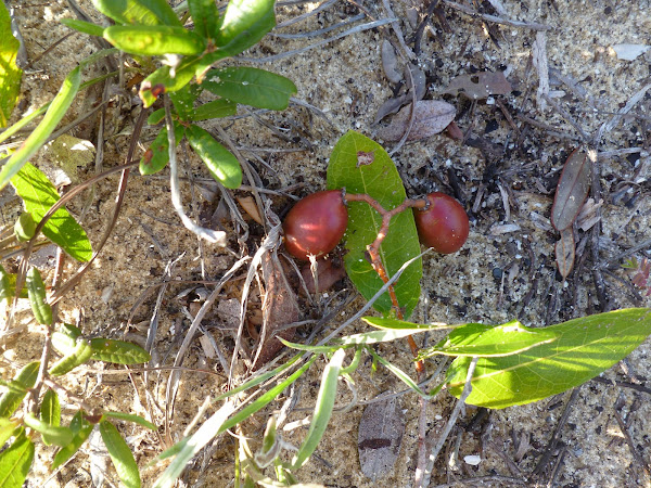 Gopher Apple | Project Noah