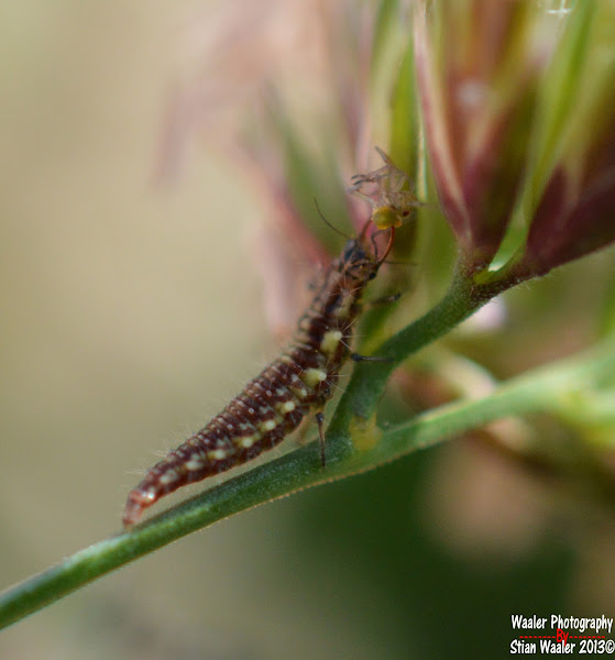Common Green Lacewing Larvae | Project Noah