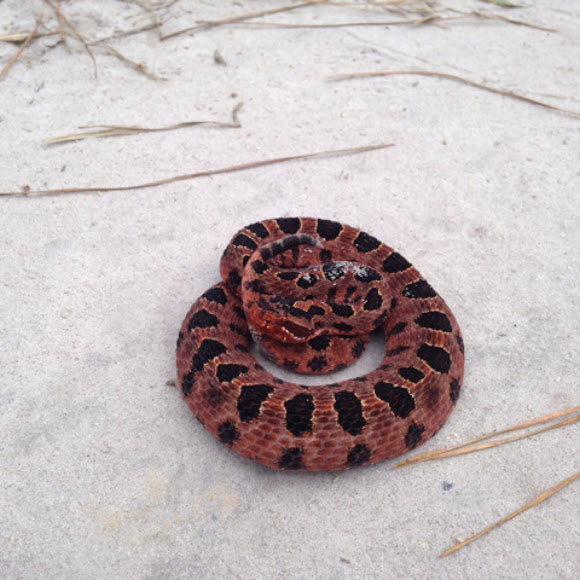 Carolina Pygmy Rattlesnake | Project Noah