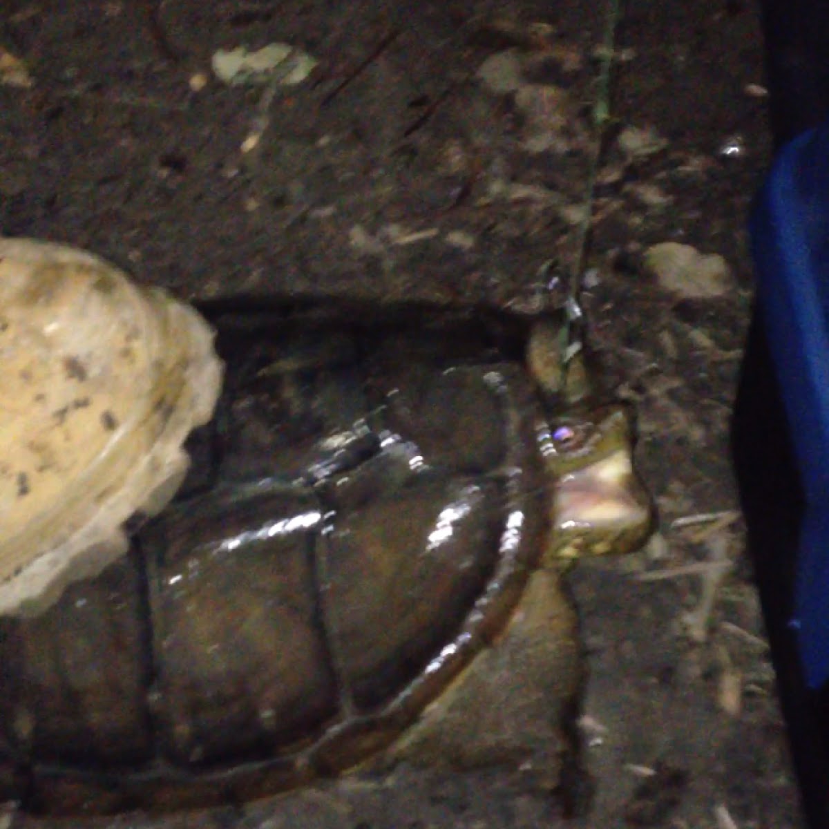 Snapping turtle | Project Noah