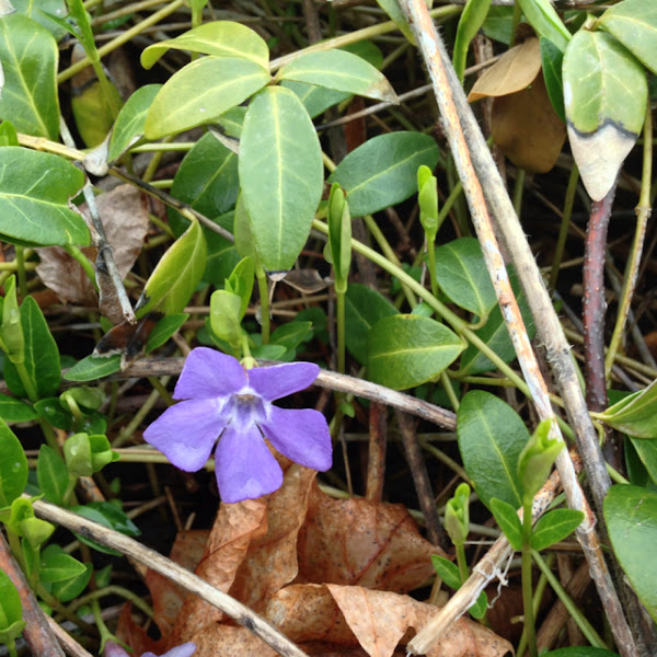 Periwinkle | Project Noah