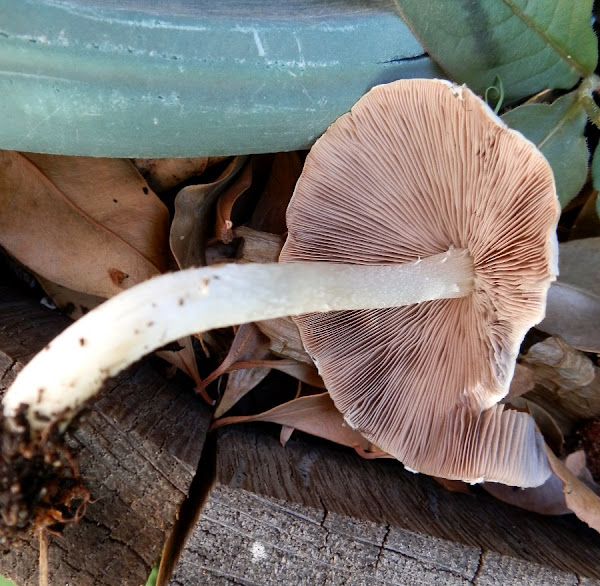 Pale Brittlestem | Project Noah