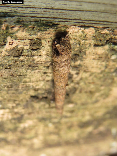 Cone Case Moth | Project Noah