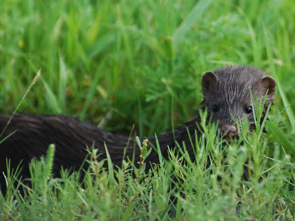 American Mink | Project Noah