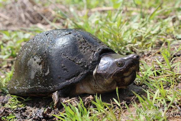 Razorback Musk Turtle | Project Noah