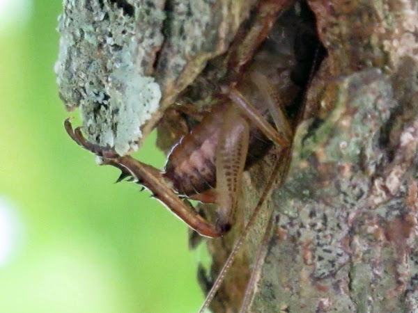Tree Weta | Project Noah