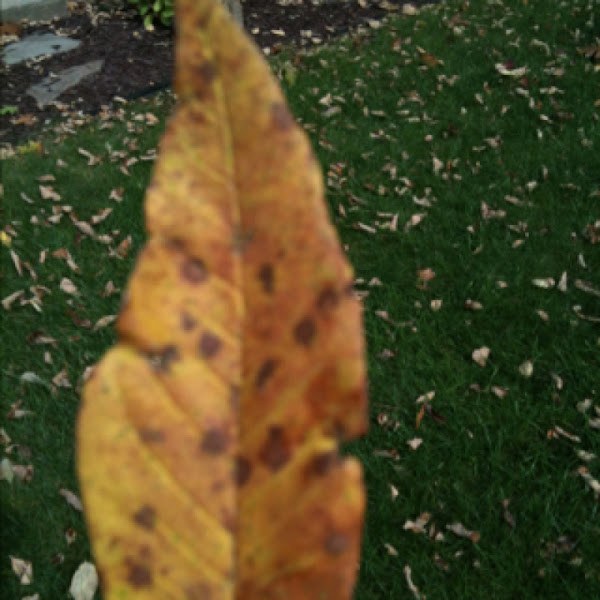 Ash tree | Project Noah