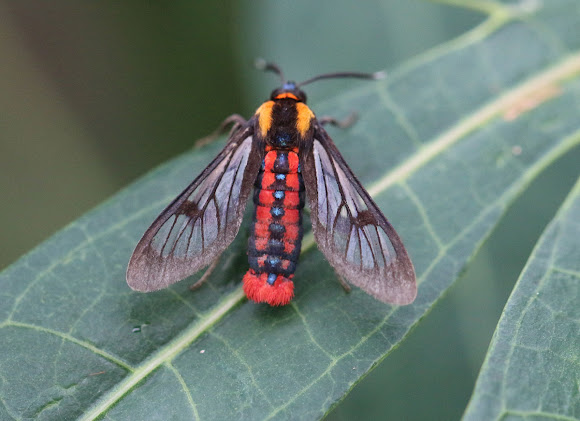 Wasp Mimic Moth | Project Noah