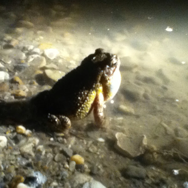 Gulf Coast Toad | Project Noah