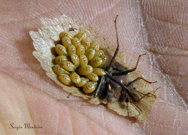 Bark bug | Project Noah