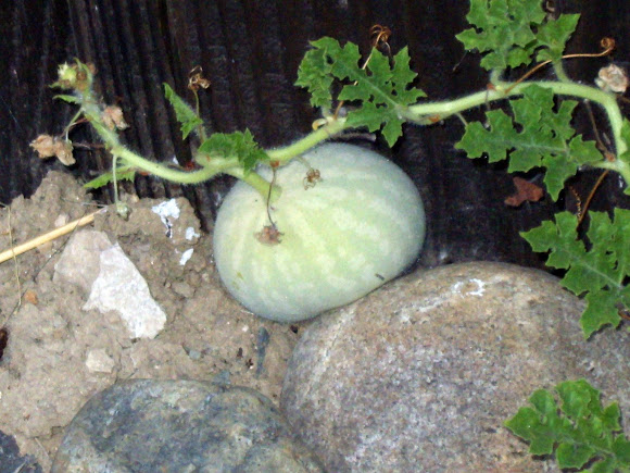 Citron Melon | Project Noah