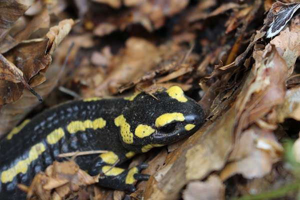 Fire salamander | Project Noah