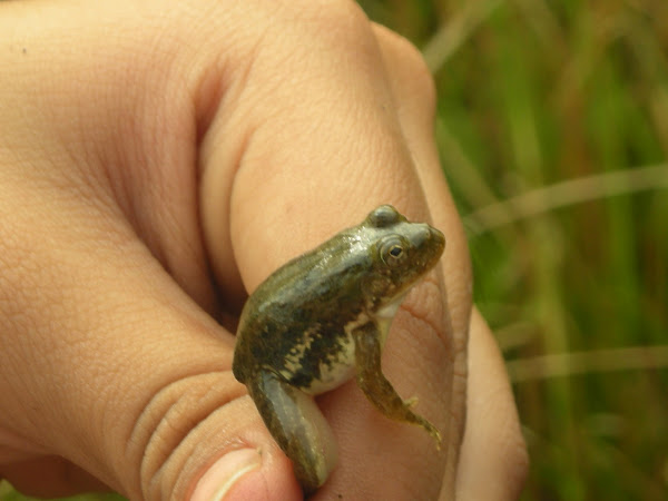 Indian Skipper Frog | Project Noah