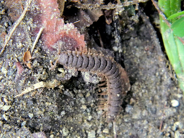 tractor millipede | Project Noah
