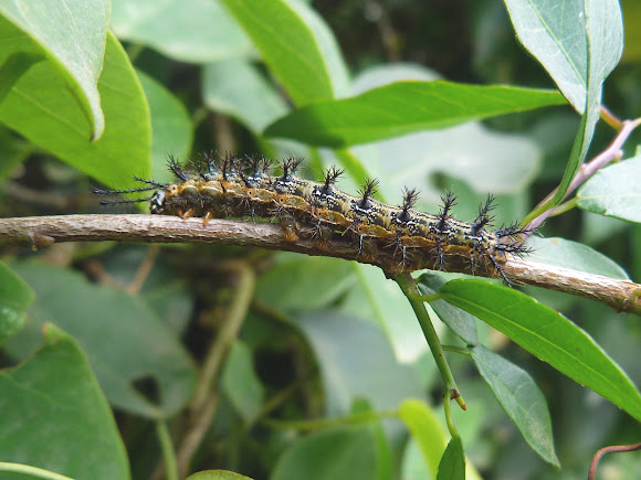 Taturana (Lonomia caterpillar) | Project Noah