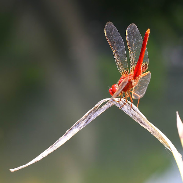 Cardinal Meadow Hawk | Project Noah