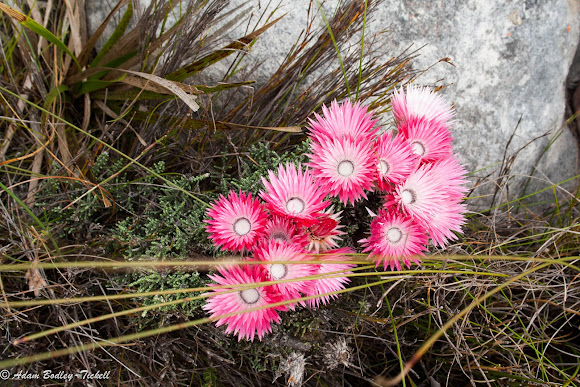 Cape everlasting flower | Project Noah