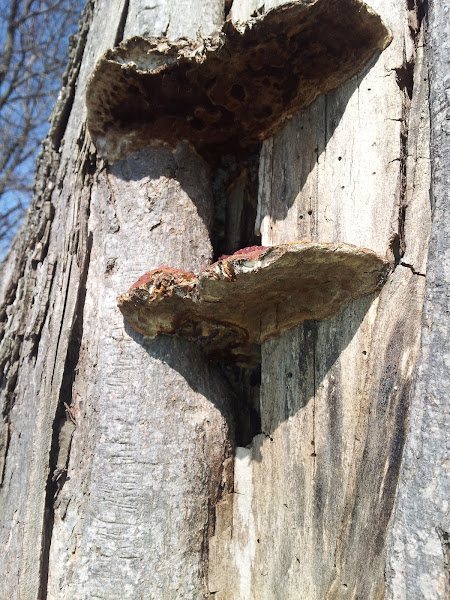 Oak Conk | Project Noah