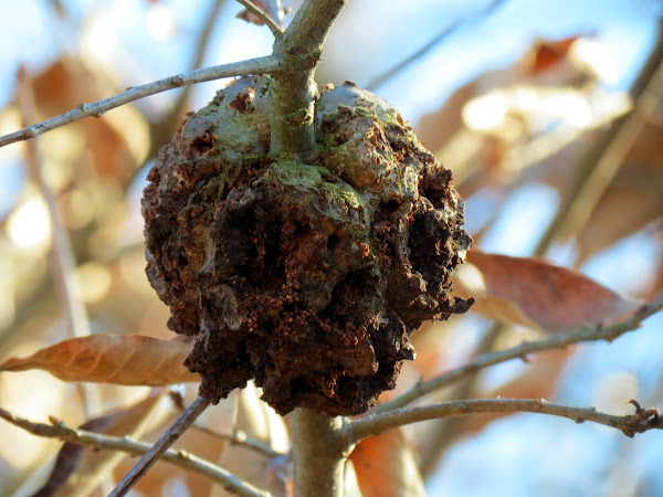 Oak Gall | Project Noah