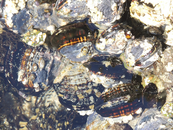 California mussel | Project Noah