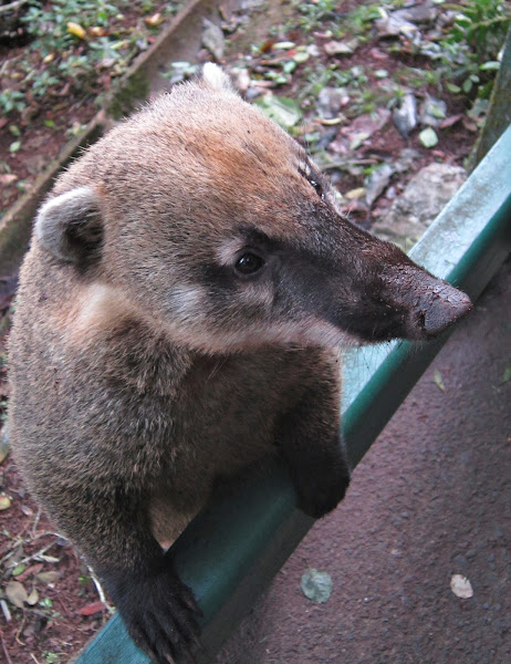 South American Coati or Ring-tailed Coati | Project Noah