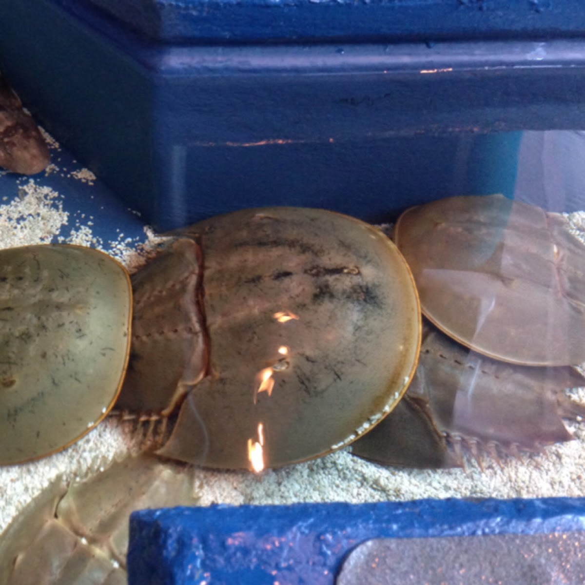 Horseshoe Crab | Project Noah