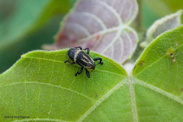 Weevil | Project Noah