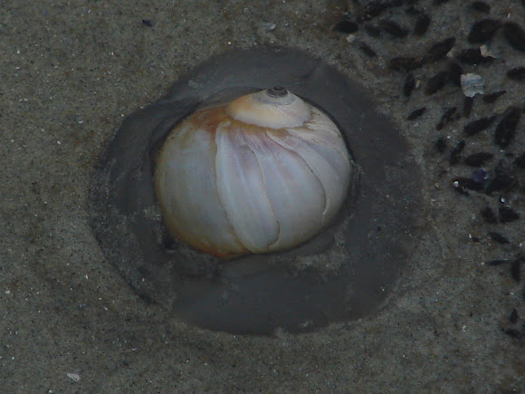 Atlantic Moonshell | Project Noah