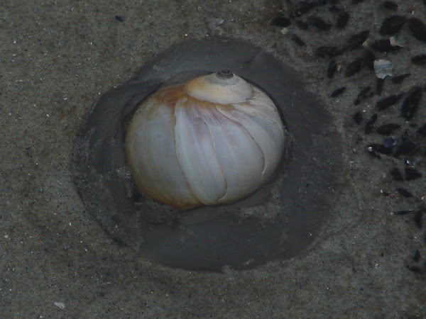 Atlantic Moonshell | Project Noah