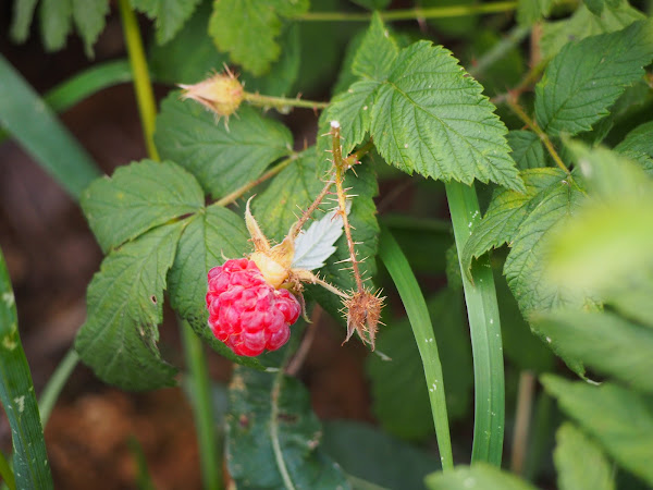 Rubus idaeus ssp. strigosus | Project Noah