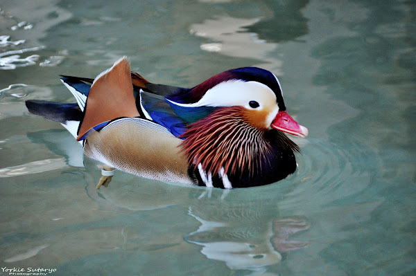 Mandarin Duck (Male) | Project Noah