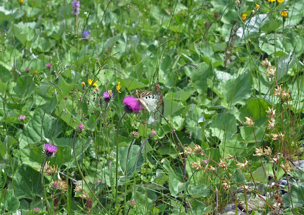 Phoebus Apollo - Alpen Apollo | Project Noah