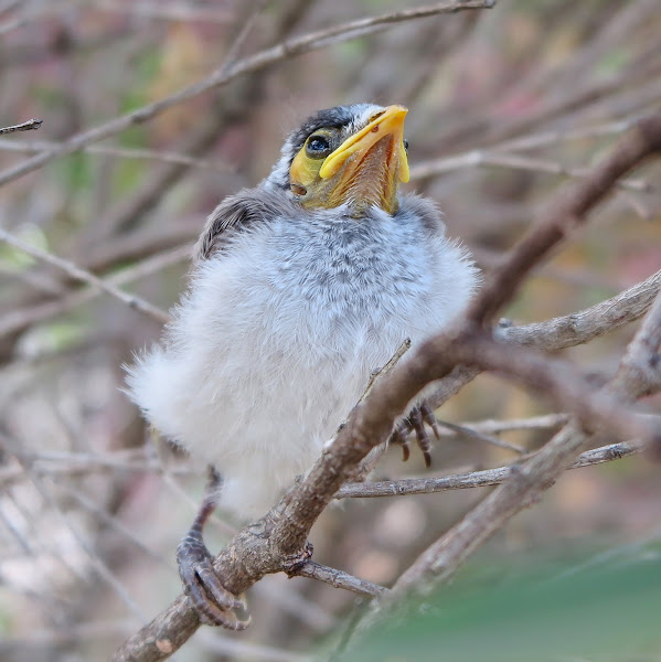 Noisy Miner chicks (first day out of nest) | Project Noah