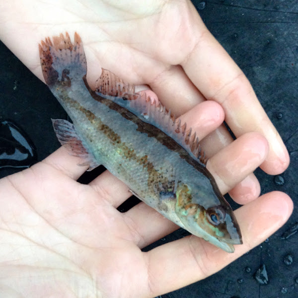 Cunner | Project Noah