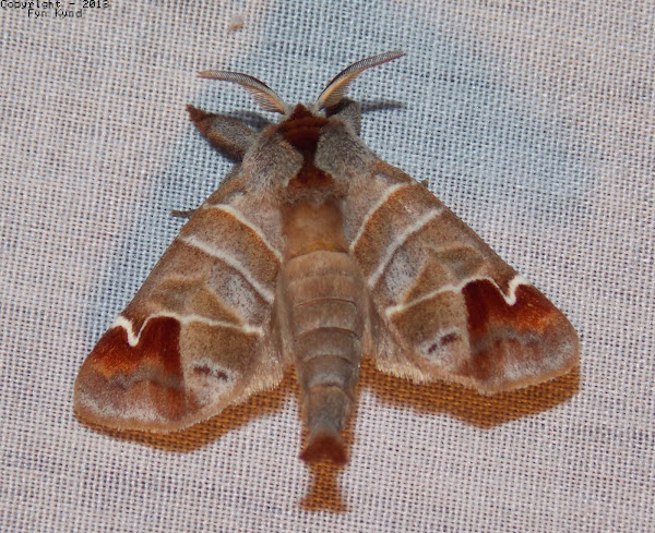 Sigmoid Prominent | Project Noah