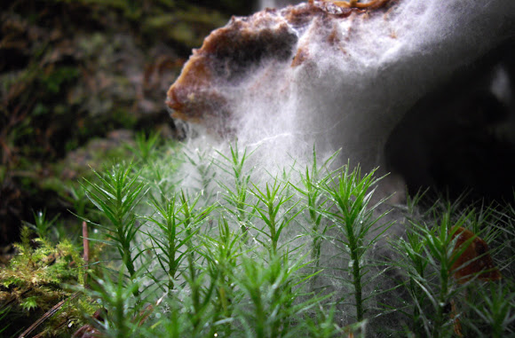 Mucor Mold on fungus and moss | Project Noah