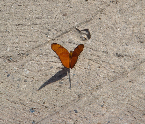 Mariposa | Project Noah