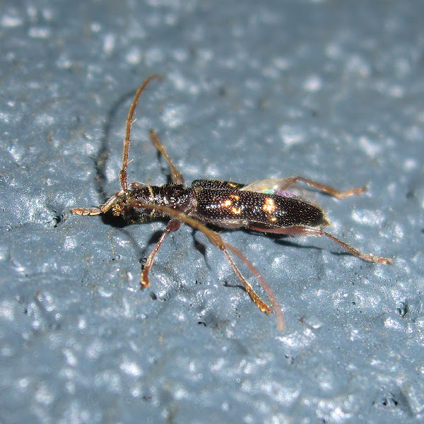 Eucalyptus Longhorned Borer | Project Noah
