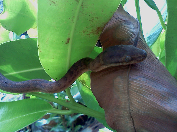 Puerto Rican boa | Project Noah