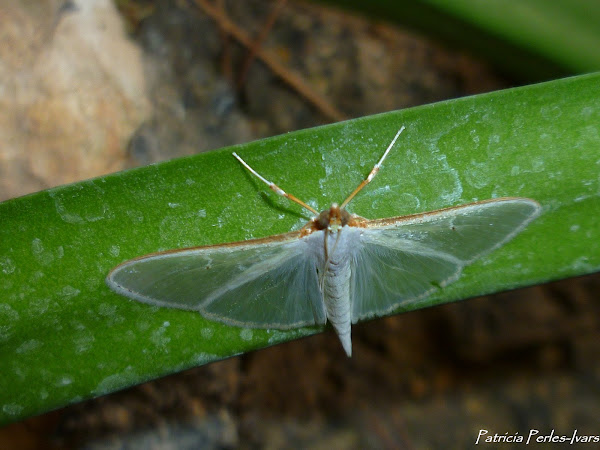 Olive-tree Pearl | Project Noah