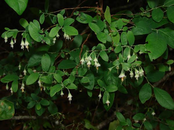 Deerberry | Project Noah