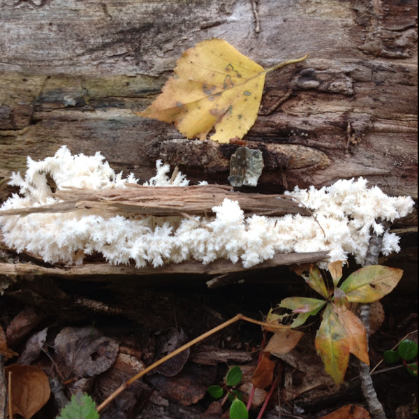 Spotting | Project Noah