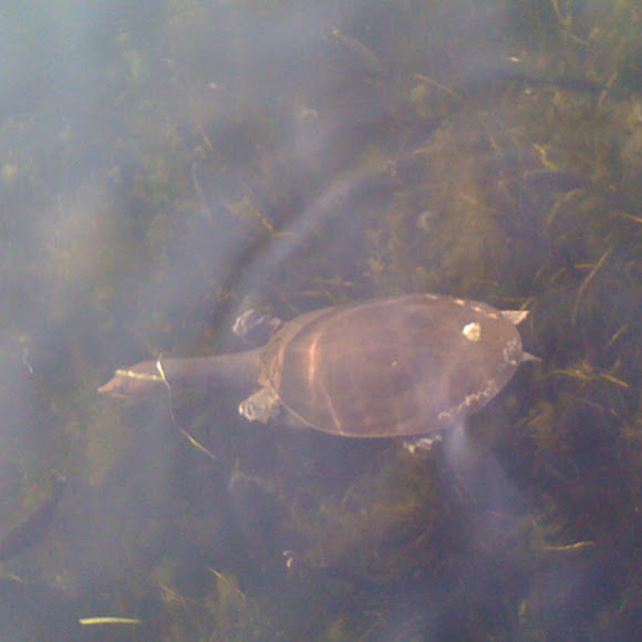 Florida Softshell Snapping Turtle | Project Noah
