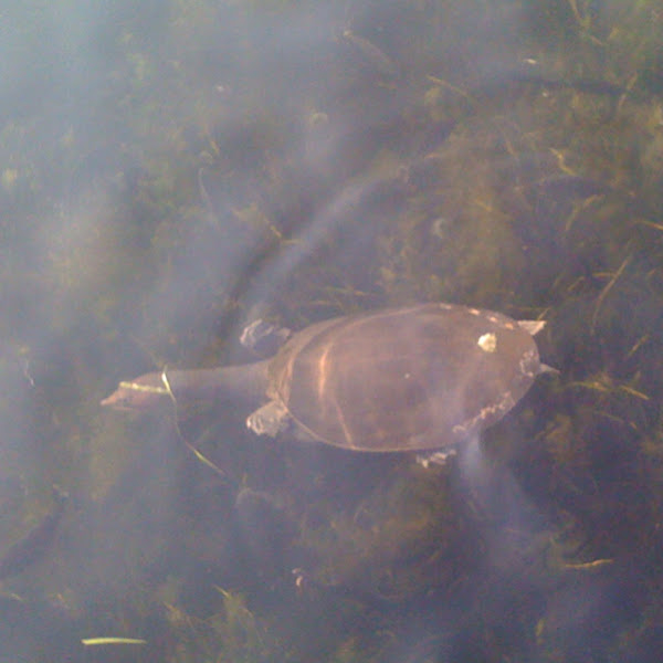 Florida Softshell Snapping Turtle | Project Noah
