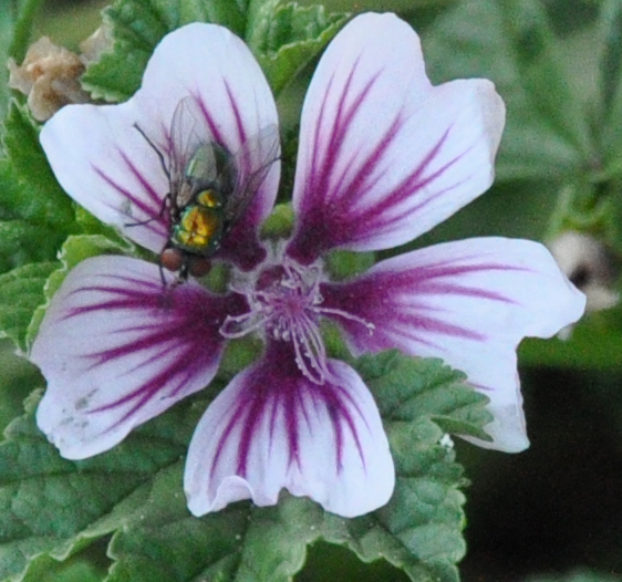 Zebra mallow | Project Noah