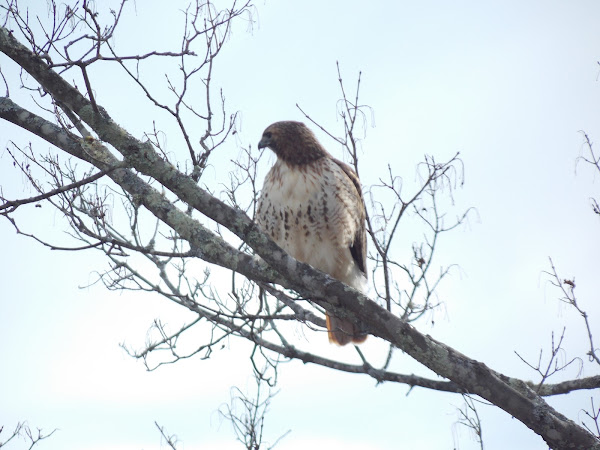 Red-tailed Hawk | Project Noah
