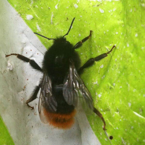 Bumblebee | Project Noah