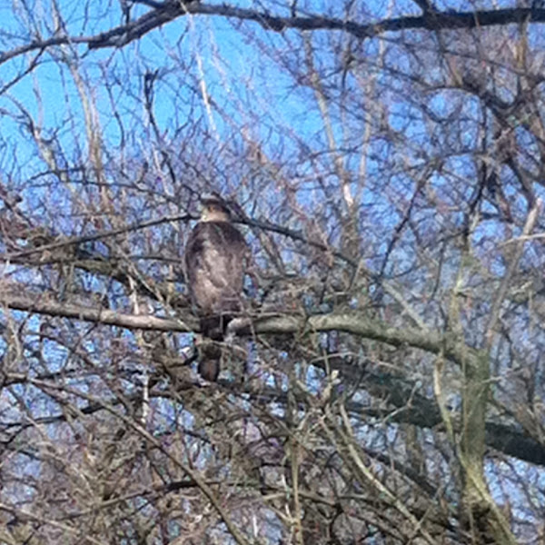 Red-shouldered hawk | Project Noah
